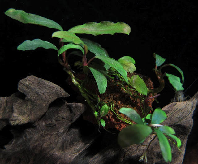 endemic plants: Bucephalandra sp. Emerald Carpet