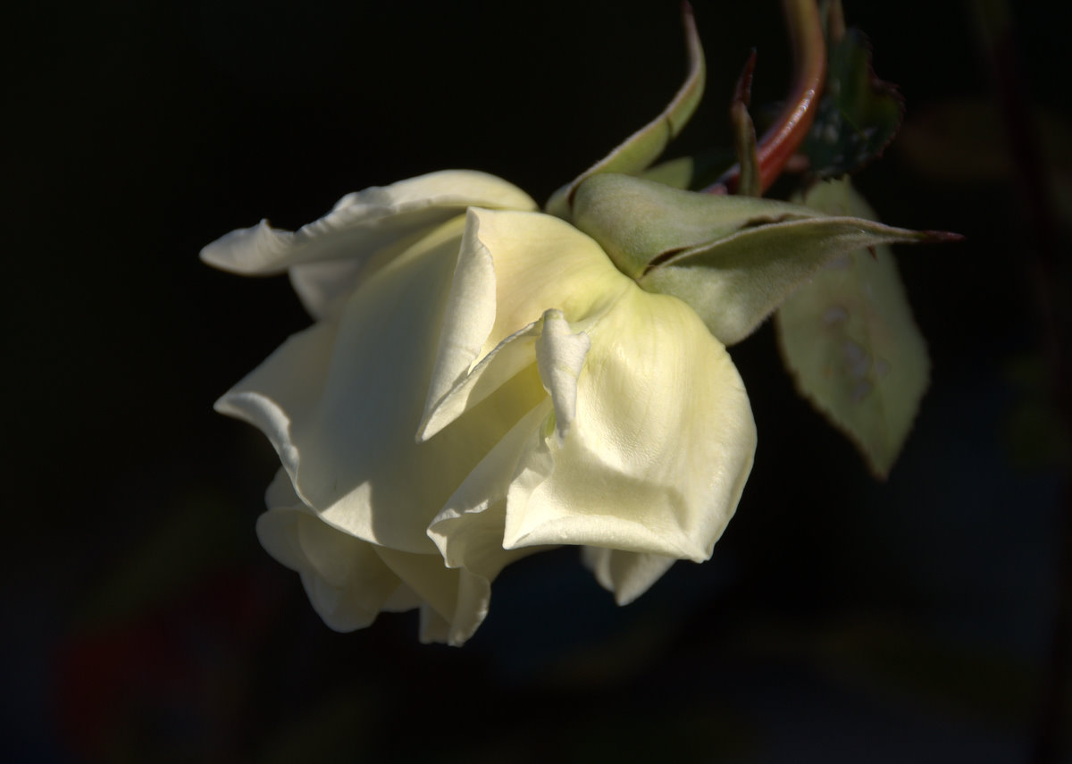 Organic Garden Dreams: February Roses