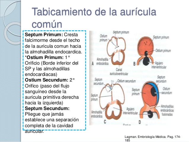 Histoembriologia: Sistema Circulatorio
