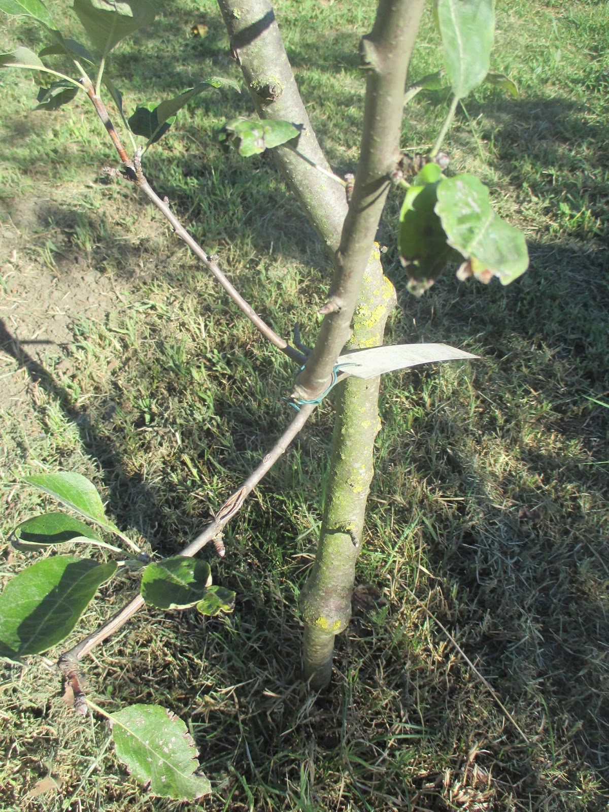 Fruits Seeker: X Sorbopyrus auricularis - sorbopero
