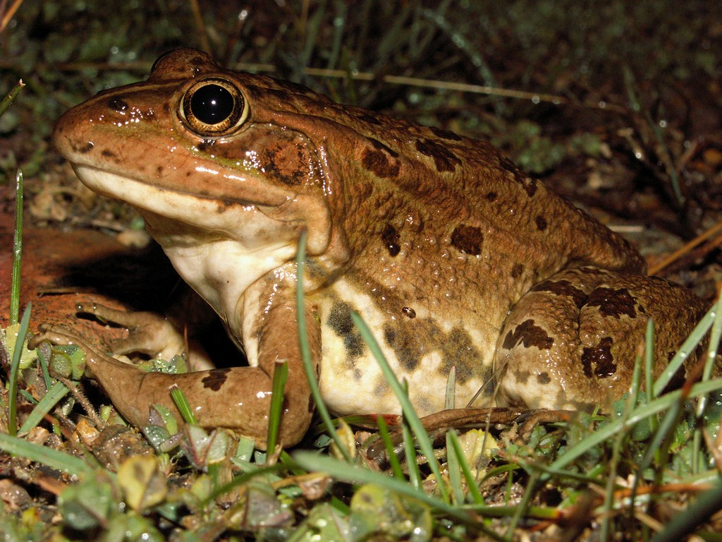 Adopta una Charca: Rana común