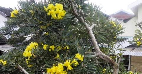 Jual pohon tabebuya kuning ~ Arya Flower Landscape