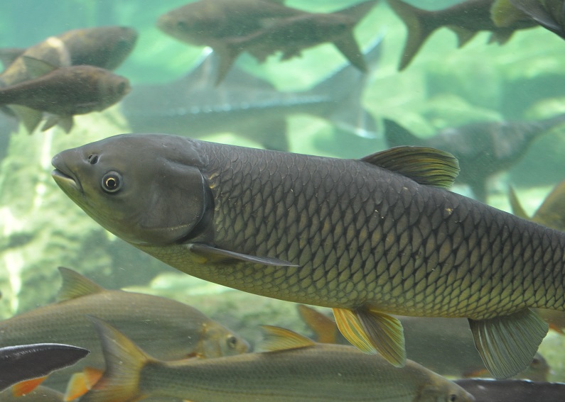 ZOOTOGRAFIANDO (MI COLECCIÓN DE FOTOS DE ANIMALES): CARPA HERBÍVORA ...
