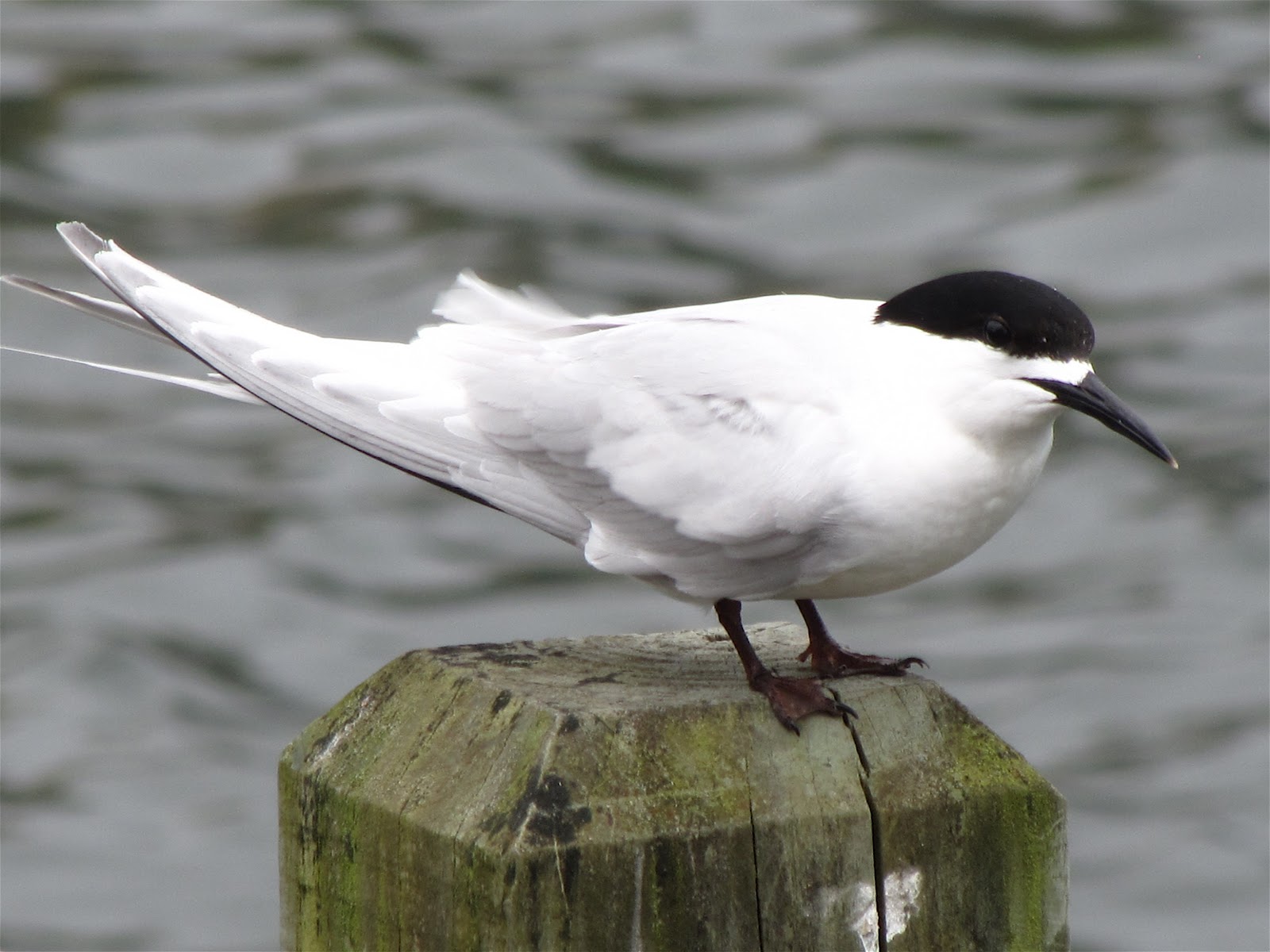 Birders Without Borders: White-fronted Tern