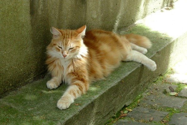 Art et glam: La beauté du chat roux