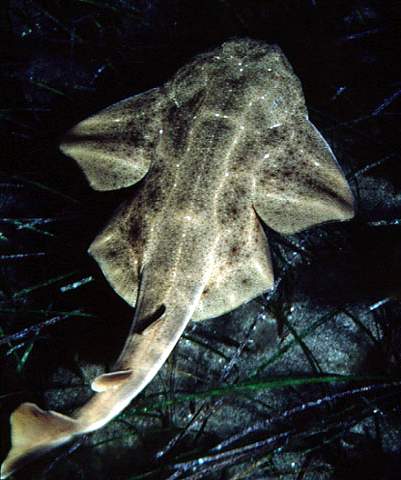 Squatina oculata, The Smooth Back Angelshark: About the shark, what is ...