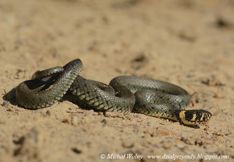 Z notatnika przyrodnika - muzealnika: Zaskroniec zwyczajny Natrix natrix