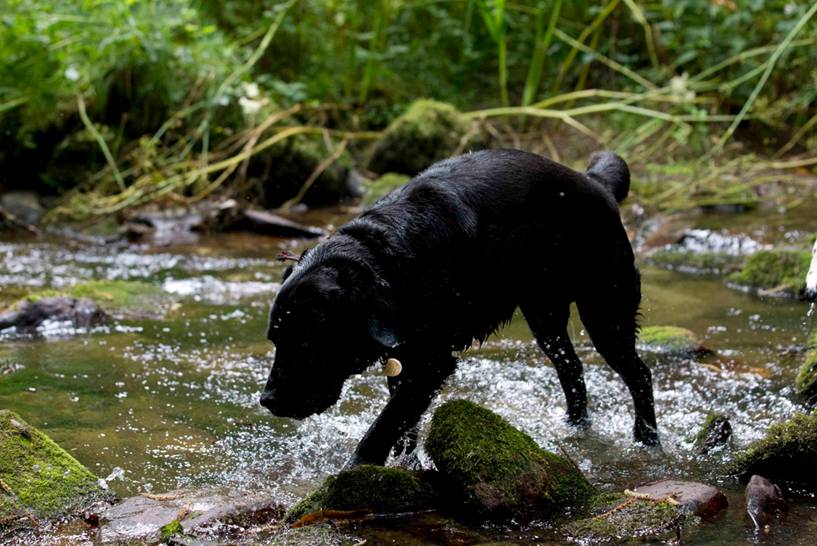 Watermill Cottages - A Dogtastic Holiday by Monty, the black lab ...