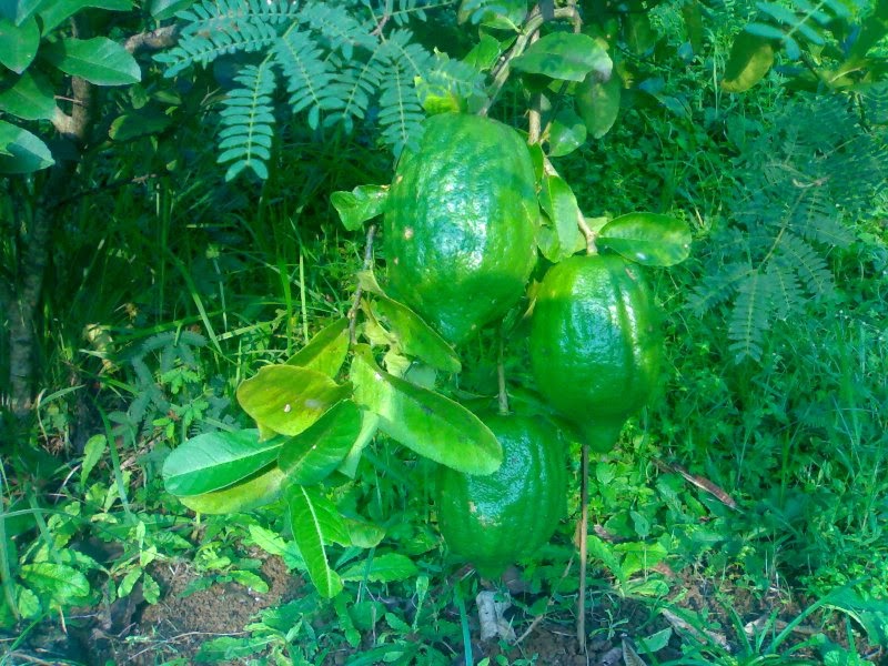 Buah Jerpaya, Buah Jeruk tapi Pepaya unik - Aku Buah Sehat