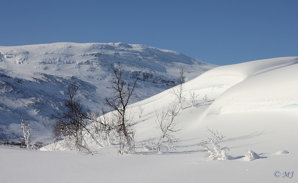 Beppans allehanda: Vita vidder