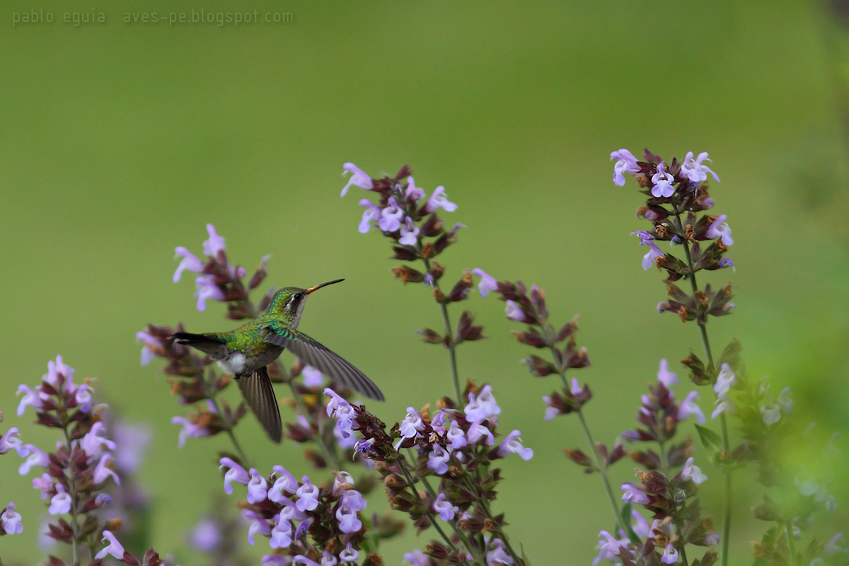 mis fotos de aves: Chlorostilbon lucidus Picaflor Verde Glittering ...