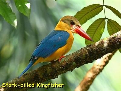 Kicau Burung: Raja Udang atau Cekakak (Kingfisher)