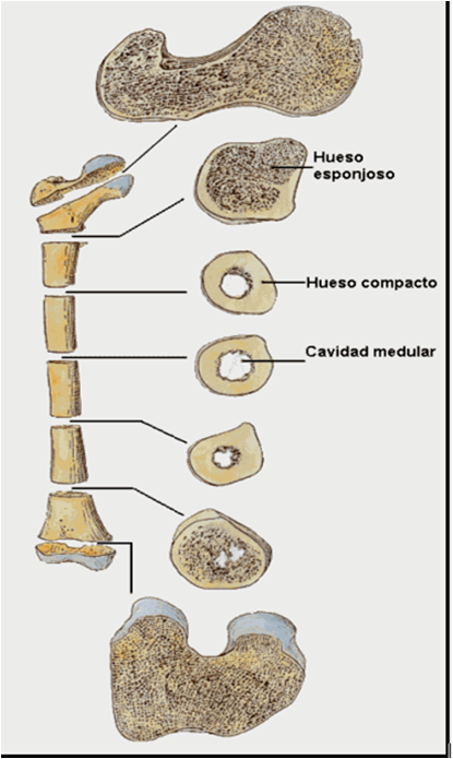 INTERESES MÉDICOS: Sistema óseo