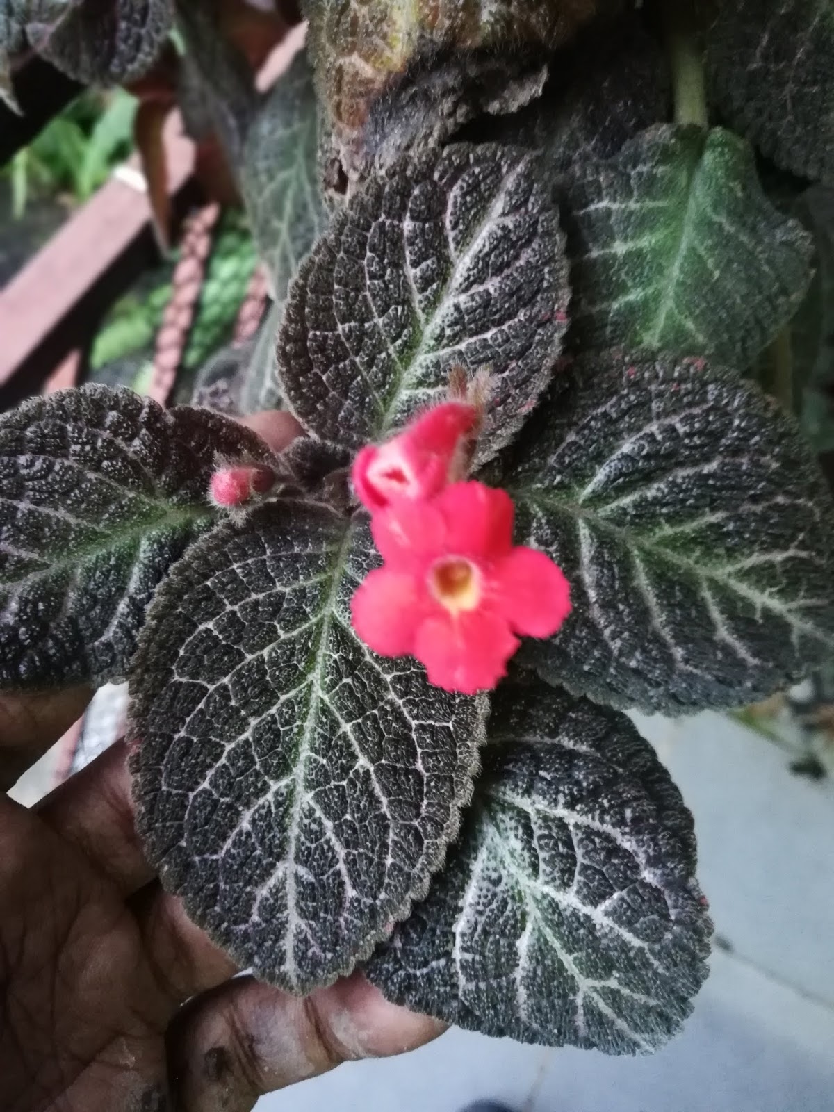 Garden Chronicles of James David: Episcia Collection - Kee Wee