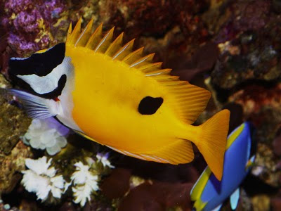 The Magic of Saltwater Fish: Fox Face