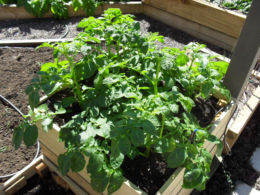 cardinal cyn: Unbelievable spuds made in heaven