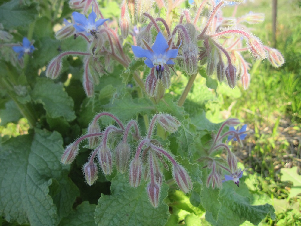 Texoma Gardening: The Many Uses Of Borage