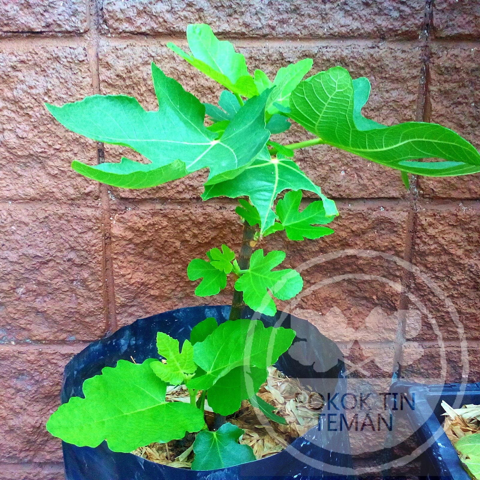 Pokok Tin Teman: Perkembangan Tut#02: Penanaman hasil Tut Pokok Tin