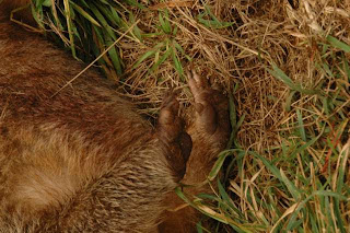 The Nature of Robertson: Please watch out for local Wombats, in Robbo.