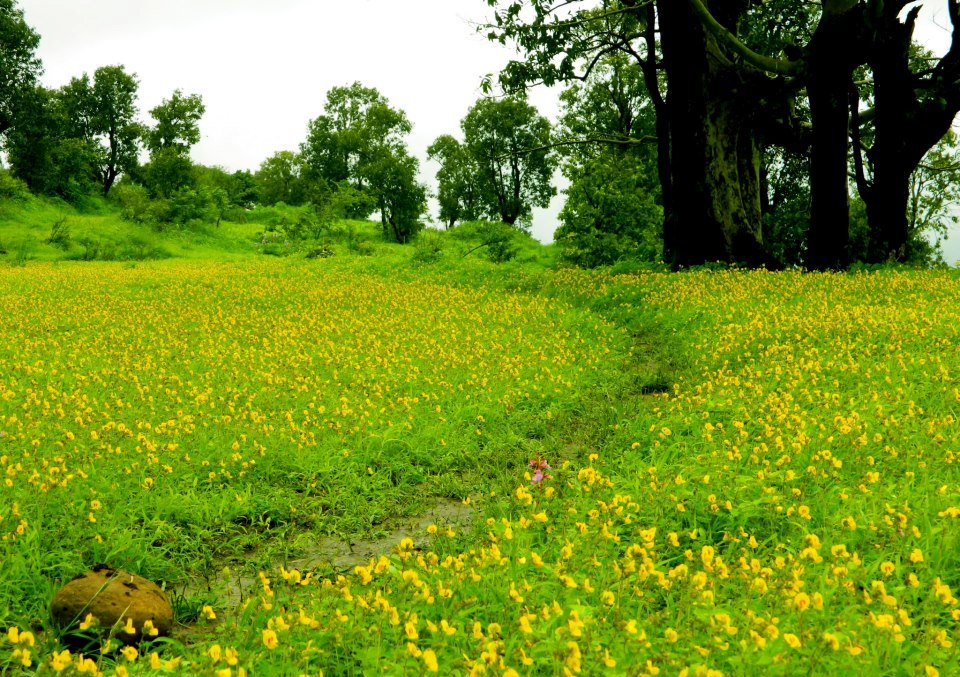 KAAS PLATEAU - Amazing Maharashtra