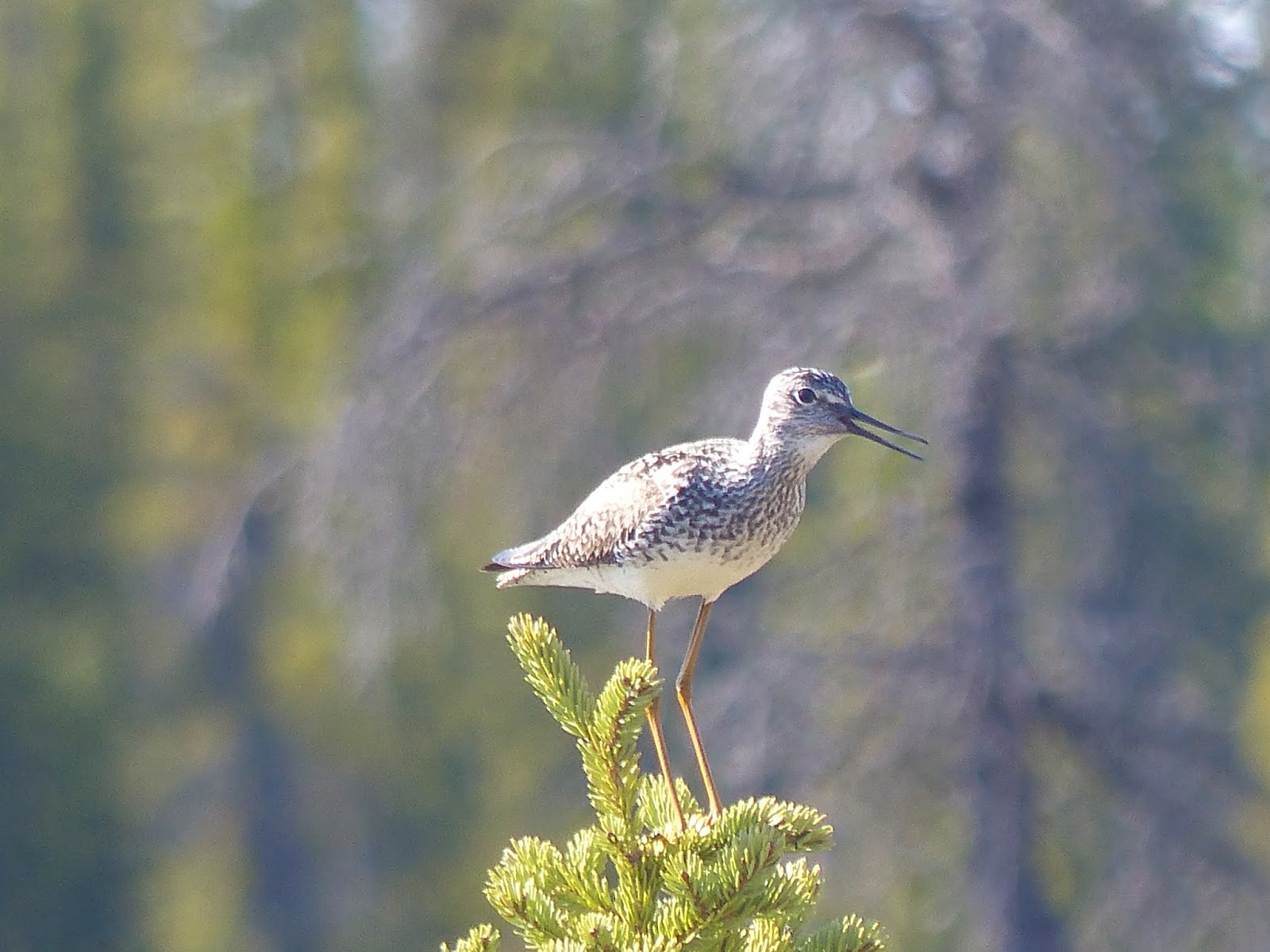 Yukon Birds: lesser yellowlegs nest