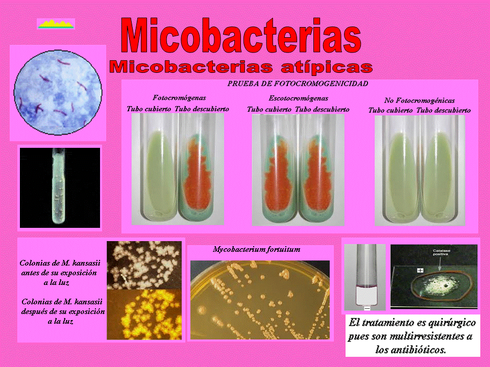 L810: MICOBACTERIAS