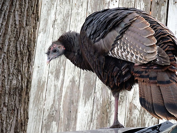 Medusa's Kitchen: Becoming One With One