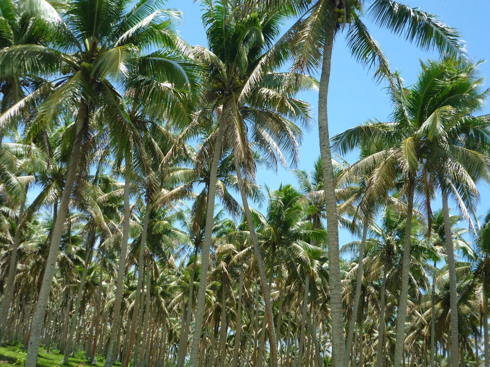 MA RETRAITE AUX PHILIPPINES: COCOTIERS ... ET MAINTENANT