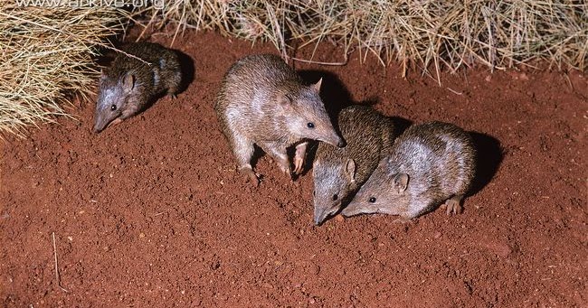 Catalogue of Organisms: The Shrinking World of Bandicoots