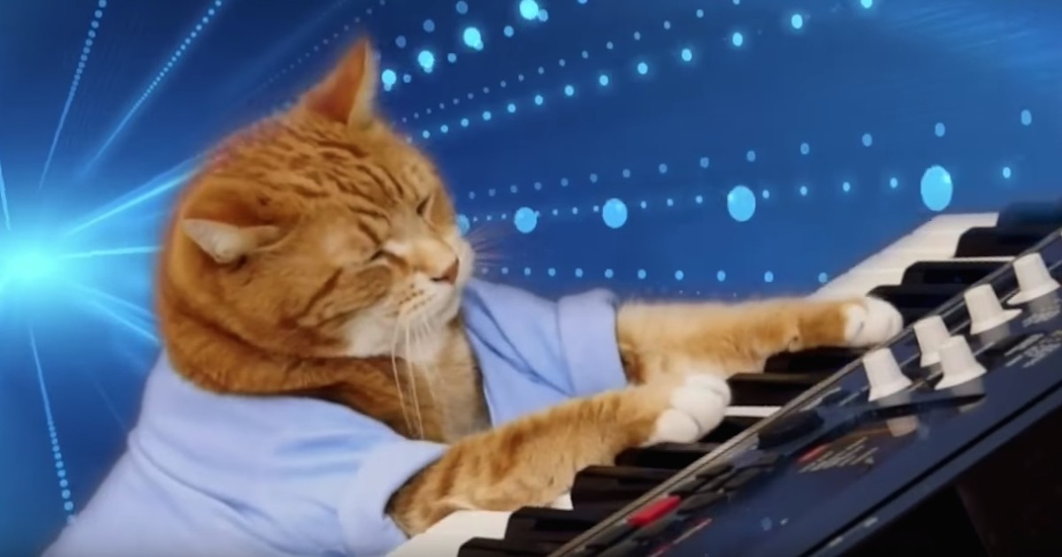 Meme: Keyboard Cat - Blog Sequelanet
