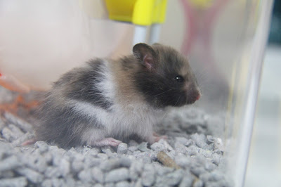 Natural PawPals: Cherimoya the Calico (aka Tortoiseshell Banded) Syrian ...