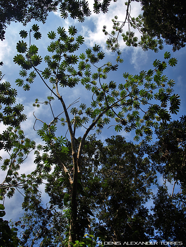 VISION TORRES - IMAGENES DE NUESTRO MUNDO: EL YAGRUMO, COLUMNA DE LA ...