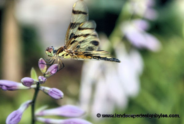 A GUIDE TO NORTHEASTERN GARDENING: Garden Close-Up: The Legend of the ...