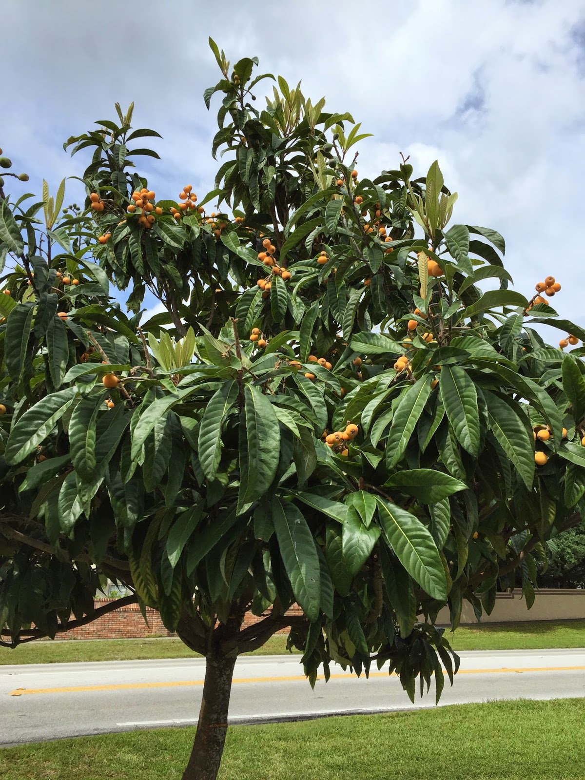 iHeartSpeech.com: Language lessons with loquat fruit