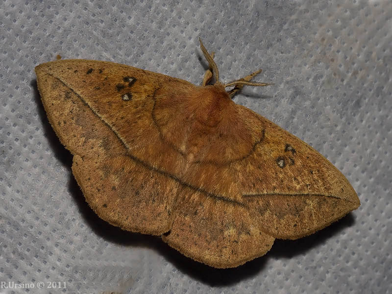 Amigos de la Reserva Natural Estricta San Antonio: Orugas urticantes de ...