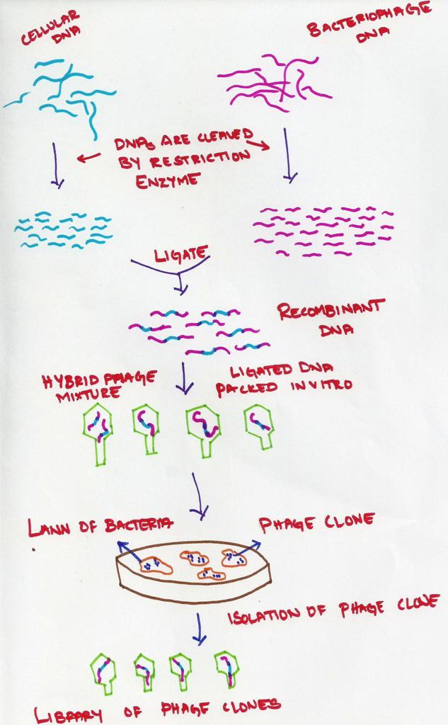 Phage Vector ~ Know Life Sciences