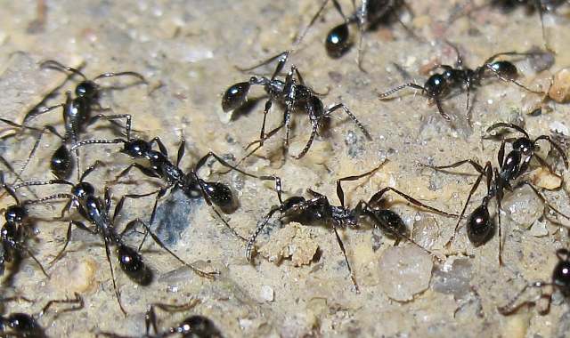 Photos and Info on Ants and Termites of Malaysia: Aenictus
