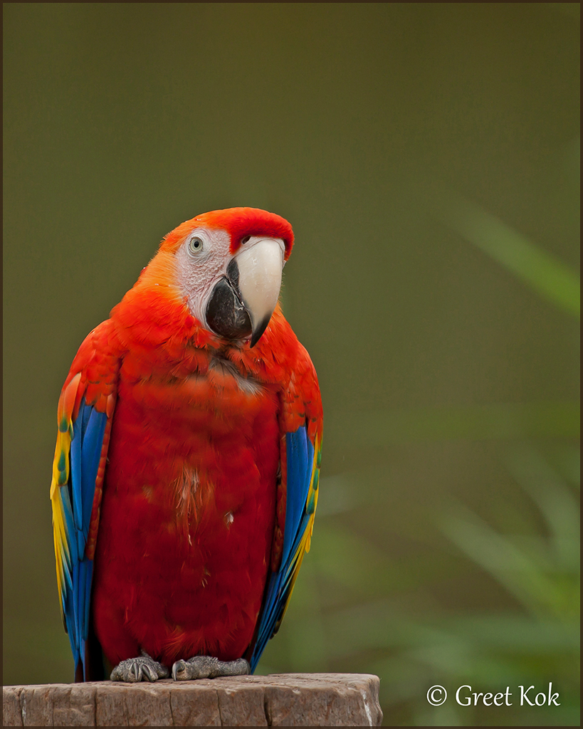 Foto`s van Greet: vervolg Avifauna
