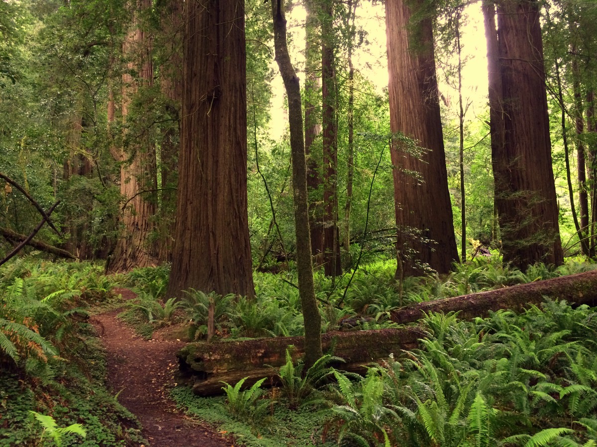 Woods Walks and Wildlife: Under the Tallest Trees in the World