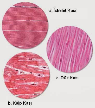 COACH_17: KASLAR VE ÖZELLİKLERİ