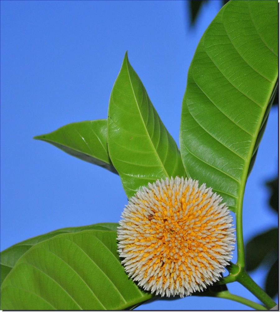 Kadam Flower "Beauty of Nature" ~ Kaley Cuoco