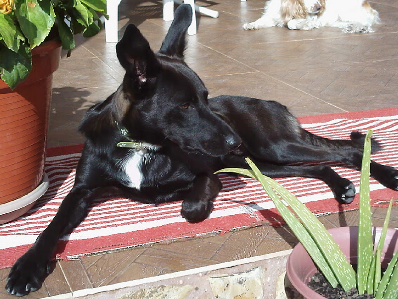 NOBLE GALGO: CRUCE PODENCO GALGO TOTALMENTE NEGRO. (SEVILLA)