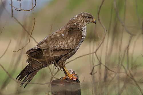 Pasari in lume: Sorecar cu coada rosie