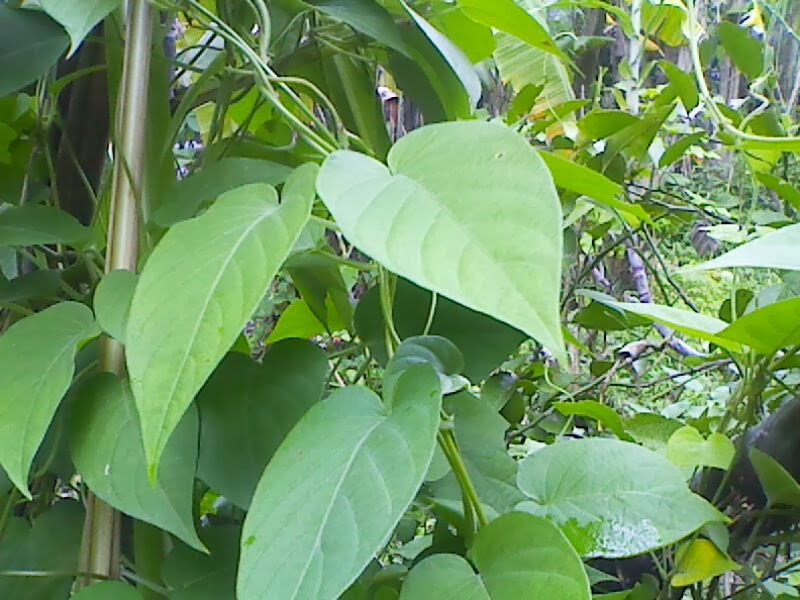 Manfaat Tanaman Sembukan - G-Spot Healthy Living