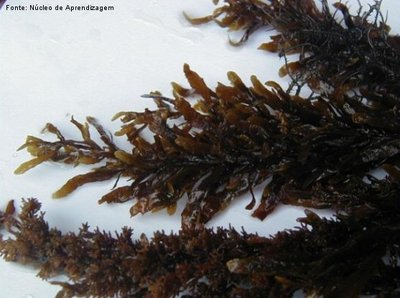 Biologia : REINO PLANTAE (ALGAS PLURICELULARES)