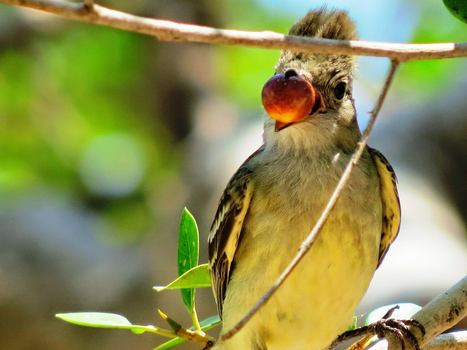 AVES DE VENEZUELA Y EL MUNDO pedro romero ramos: Bobito Copeton ...