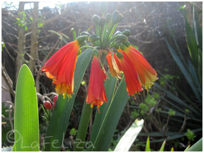 Fotos von Mallorca Flora