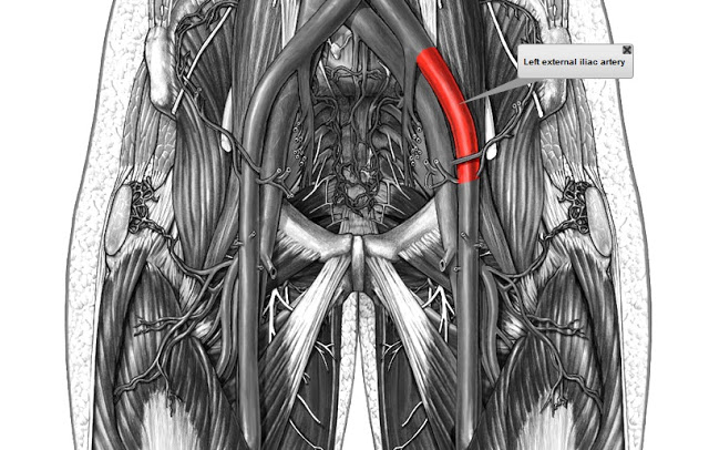 Anthró̱pina Systi̱máto̱n tou Só̱matos: Practica 1
