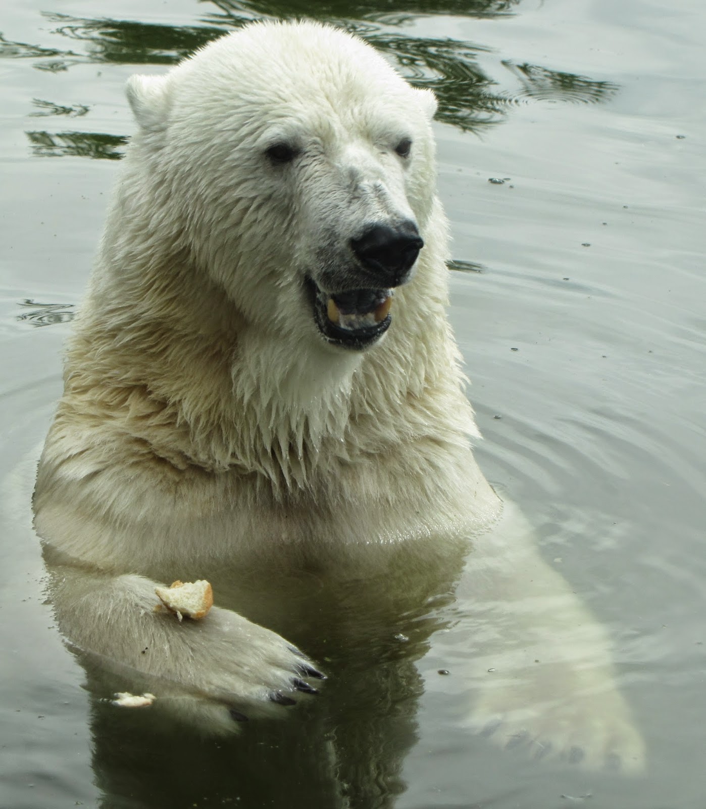 My Polar Bear Friends and Friends of Polar Bears: Katjuscha, Nancy and ...