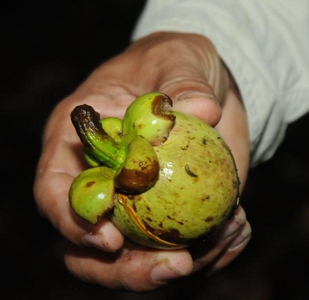 A Wandering Naturalist: Sarawak: The Forest at Long Peluan